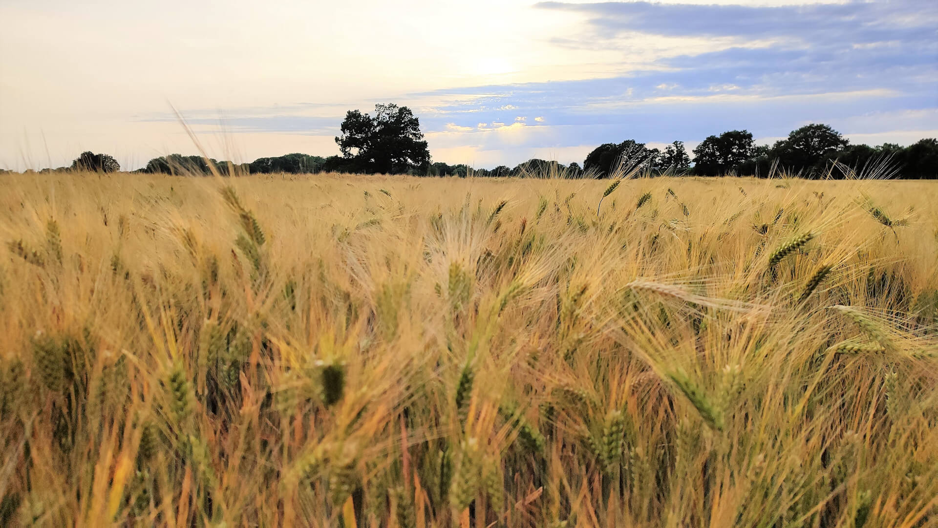 Grain Management System - Advanced Grain Silo Automation